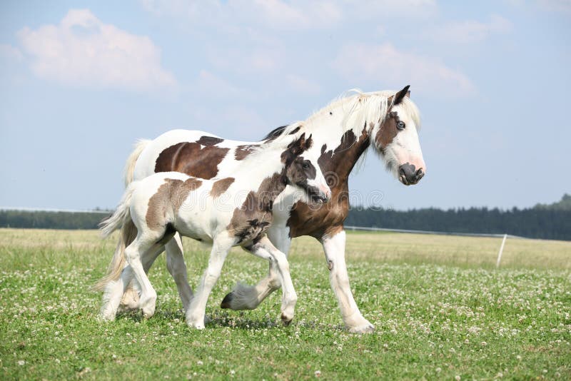 Nice Irish Cob Mare with Foal on Pasturage Stock Photo - Image of foal ...