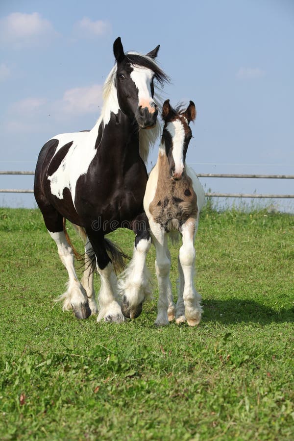 Nice Irish Cob Mare with Foal on Pasturage Stock Image - Image of ...