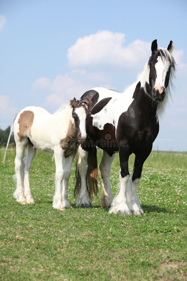 Nice Irish Cob Mare with Foal Stock Photo - Image of color, stand: 31076994