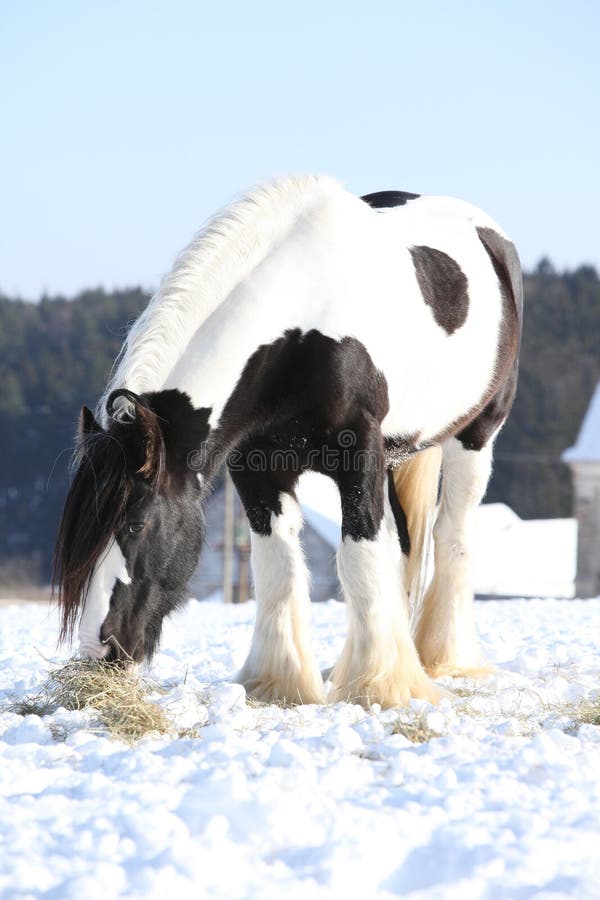 Nice Irish Cob Stallion in Winter Stock Photo - Image of irish ...