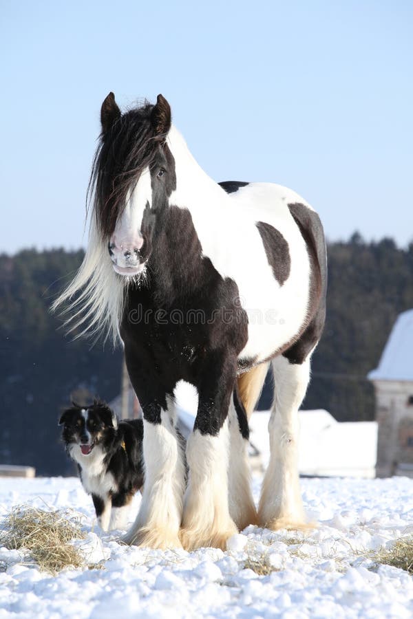 Nice Irish Cob Stallion in Winter Stock Image - Image of resting, white ...