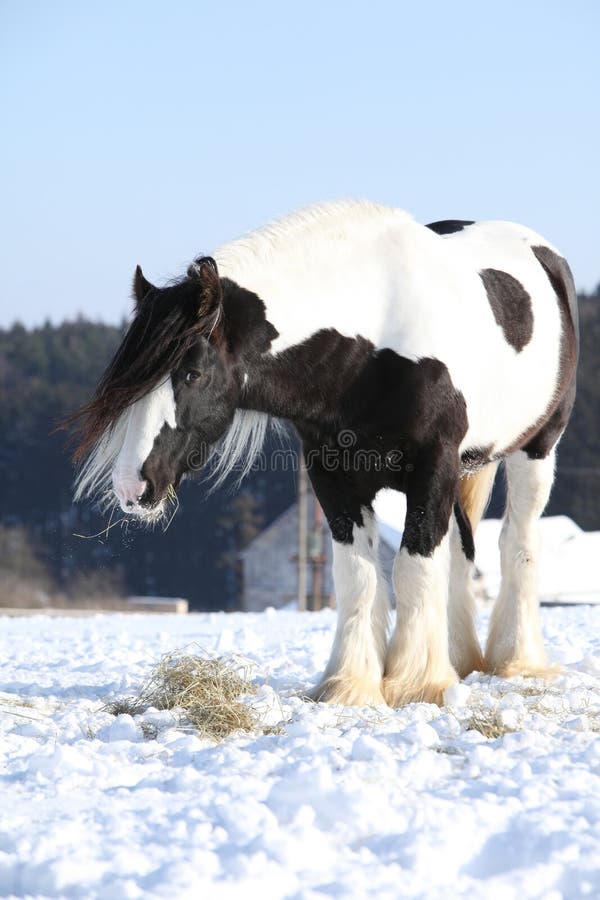 Nice Irish Cob Stallion in Winter Stock Photo - Image of whisked ...