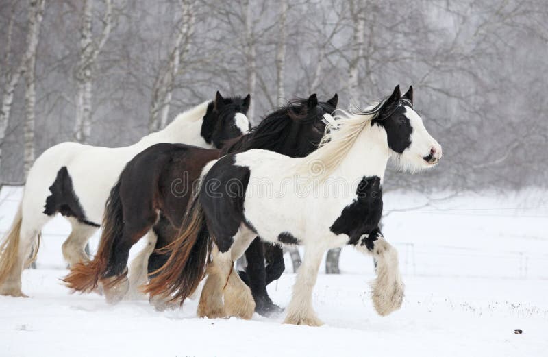 Nice Irish Cobs Running in Winter Stock Image - Image of fast, herd ...