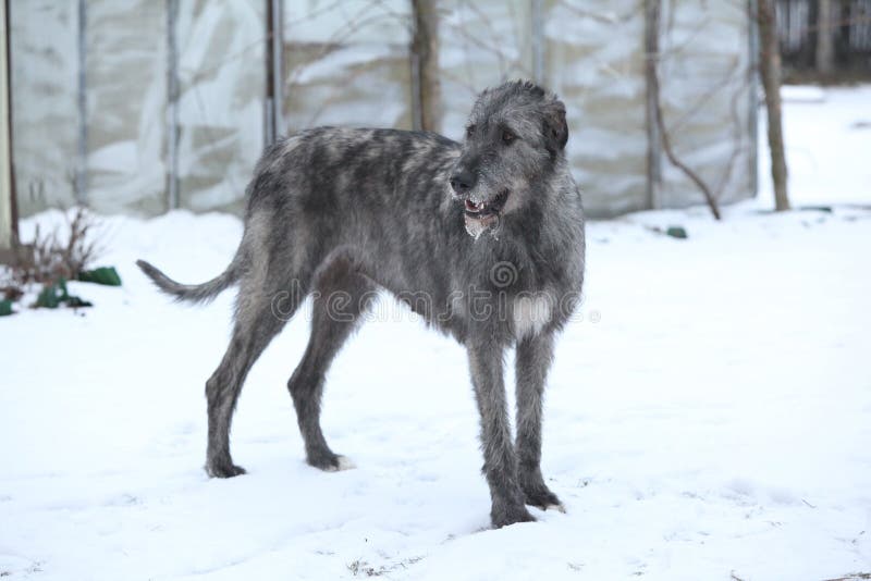 Nice Irish Wolfhound in Winter Garden Stock Image - Image of small ...