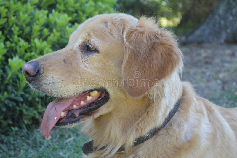Nice and Kind Profile Golden Dog Stock Photo - Image of green, nouse ...