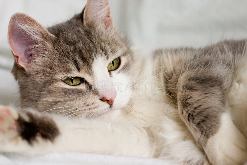 Nice kitten stock photo. Image of face, light, kitten - 2310146