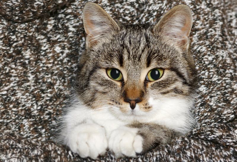 Nice kitty stock image. Image of looking, crossbred, whisker - 12162169