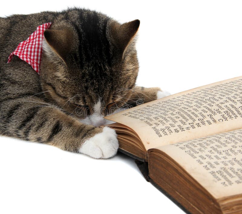 Nice kitty with bandana stock photo. Image of cravat - 22054496