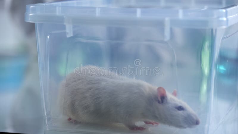 Rat In Lab. Animal Experiments Stock Image - Image of scientific ...