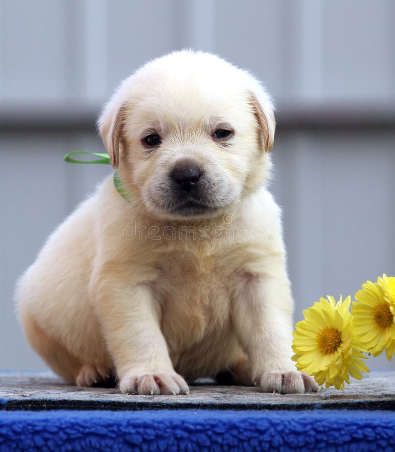 Nice Labrador Puppy on a Blue Background Stock Image - Image of blue ...