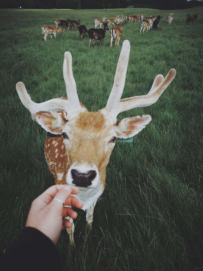Nice lad in phoenix park stock image. Image of preset - 153506207