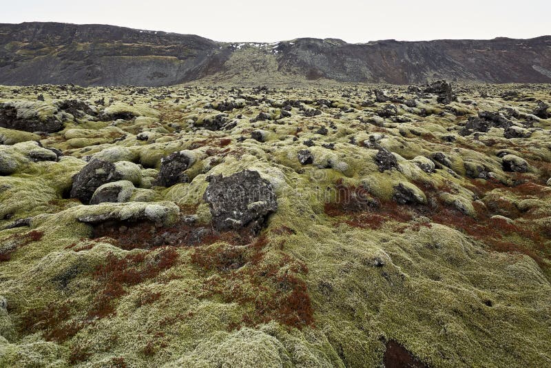 Icelandic Landscape of Moss Field Stock Photo - Image of boulder, green ...