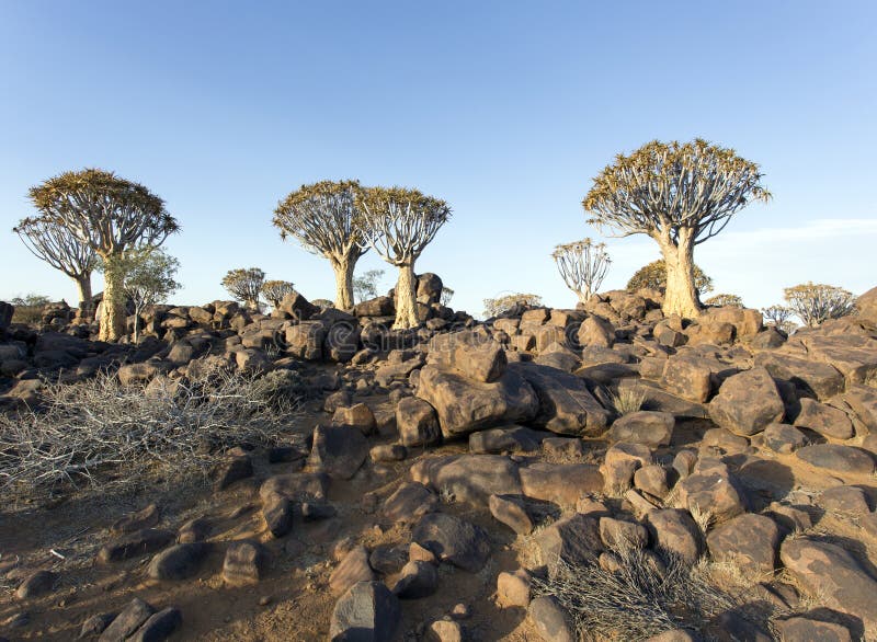 Nice Landscape with Quiver Tree Stock Image - Image of travel, africa ...