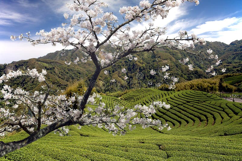 Nice landscape with sakura stock photo. Image of dramatic - 28860970