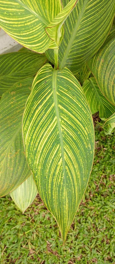 Nice leaf pictures stock image. Image of forest, leaf - 239916697