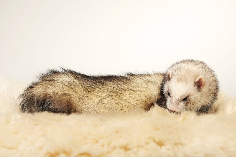 Nice Light Color Ferret Female Posing in Studio Stock Image - Image of ...