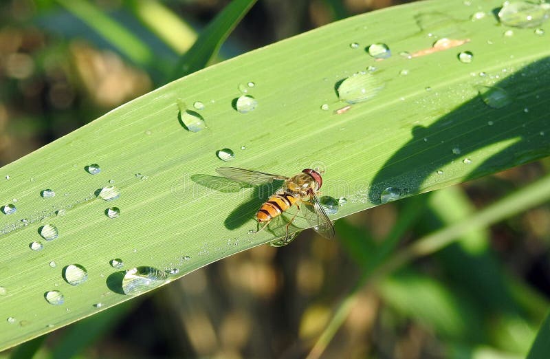 Beautiful Bug on Green Grass, Lithuania Stock Image - Image of wing ...