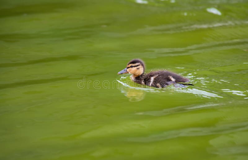Nice Little Duckling Sweeming on Green Water Nature Stock Photo - Image ...