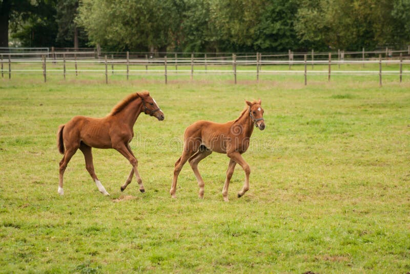 Nice Little Foals on Pasture Stock Image - Image of brown, cute: 37885161