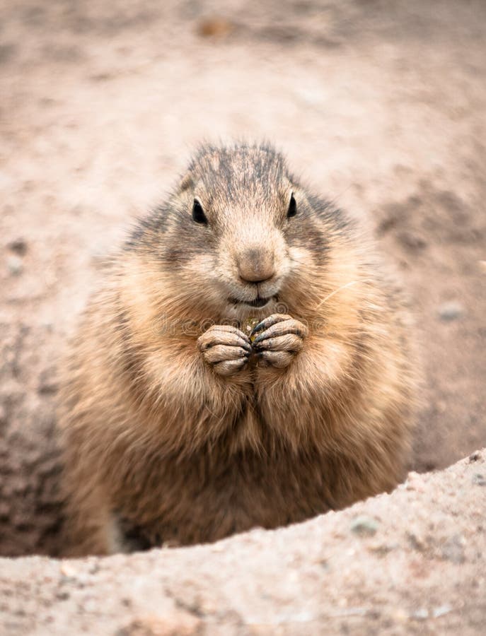 Ground hog stock image. Image of brown, sand, nature - 30266859