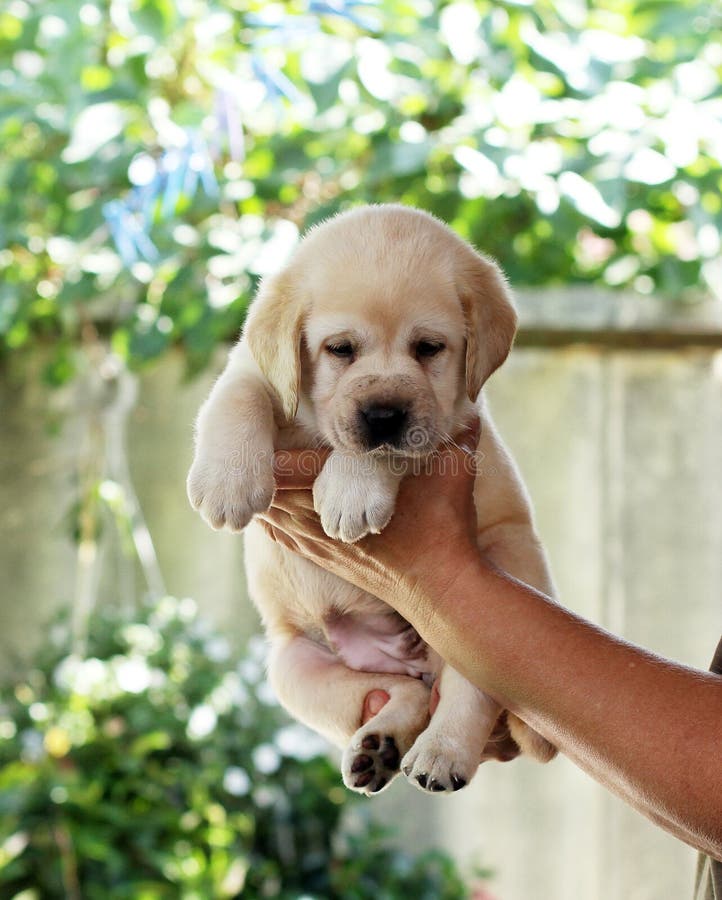 The Nice Labrador Puppy in Hands Stock Image - Image of breed ...