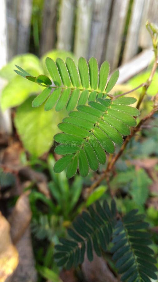 Nice little leaves stock photo. Image of little, pair - 102741944