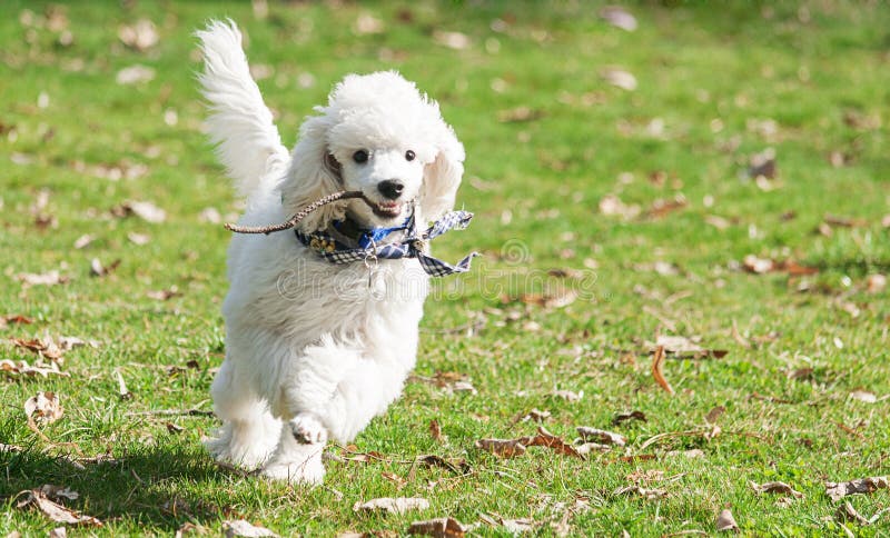 Nice little puppy running stock photo. Image of park - 38425876