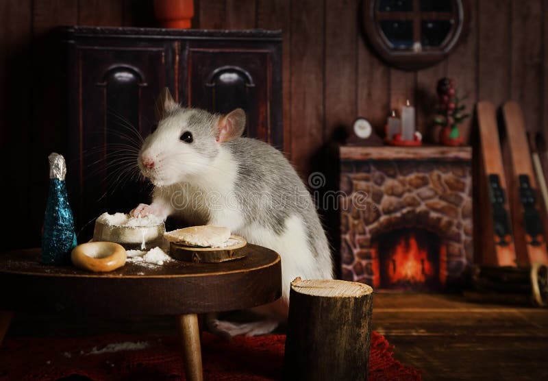 Nice Little Rat is Having Dinner at the Table Stock Photo - Image of ...
