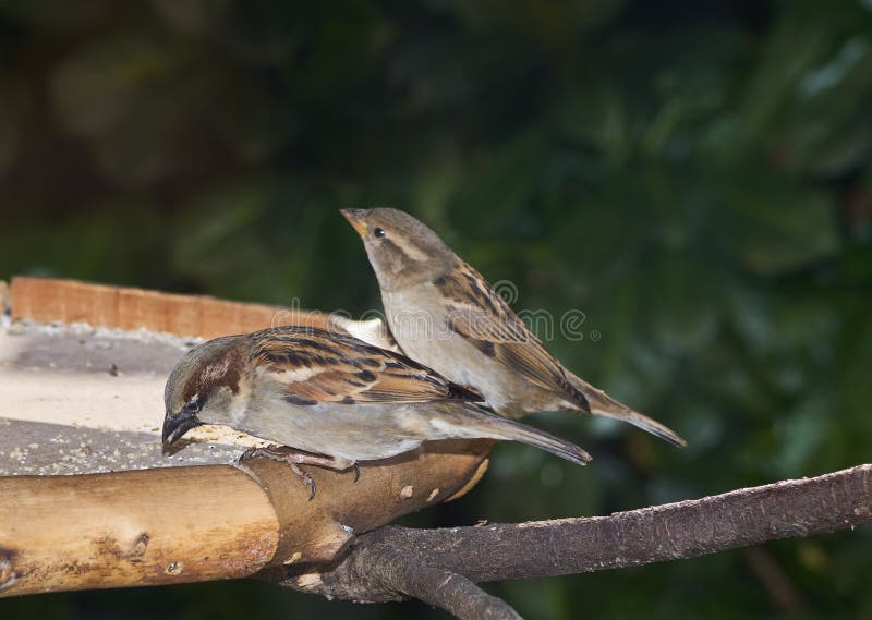 Two Sparrows at the Feeding Place Stock Photo - Image of domestic ...