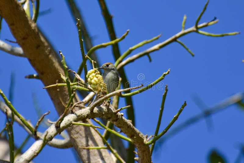 Nice Little Sparrow on a Tree Stock Image - Image of leaf, looking ...