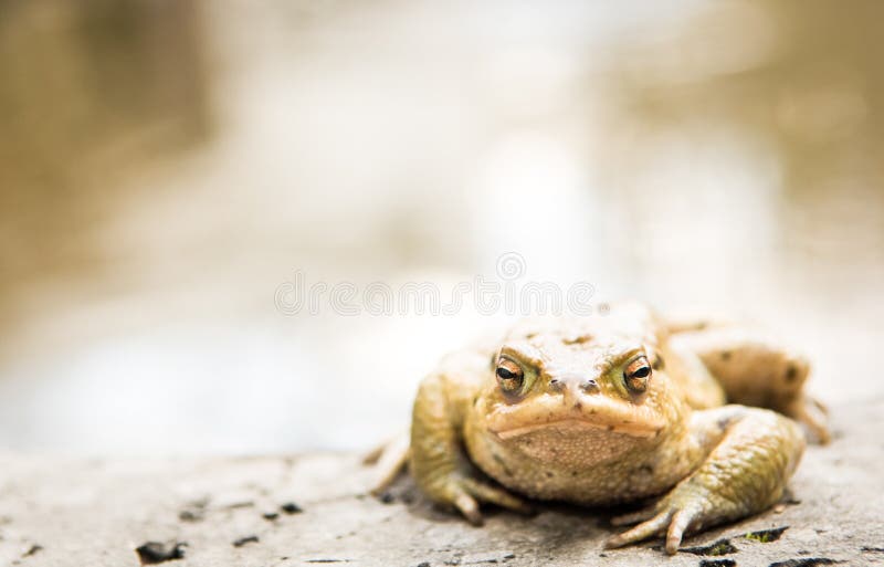 Toad stock photo. Image of wildlife, macro, amphibian - 30266720