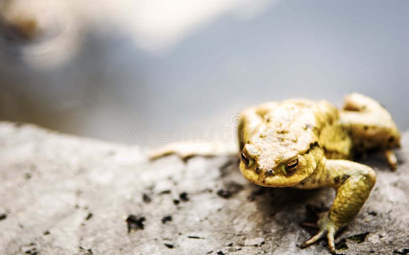 Toad stock image. Image of amphibian, gray, small, copy - 30267707