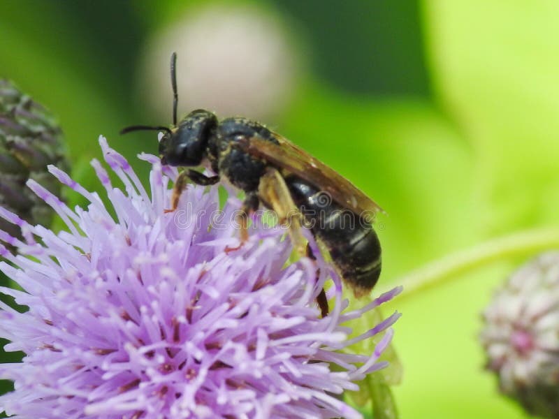 Nice little wasp stock image. Image of wasp, little - 124633131