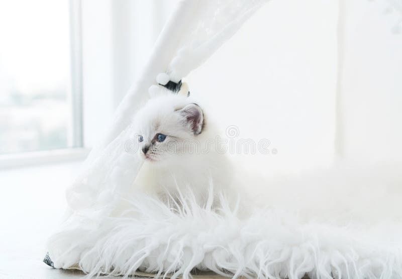 Nice Little White Kitten in a Light Fluffy Bed Stock Image - Image of ...