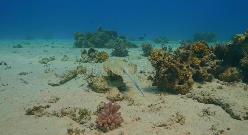 Nice Location At The Depth Of The Sea. Stock Photo - Image of landscape ...
