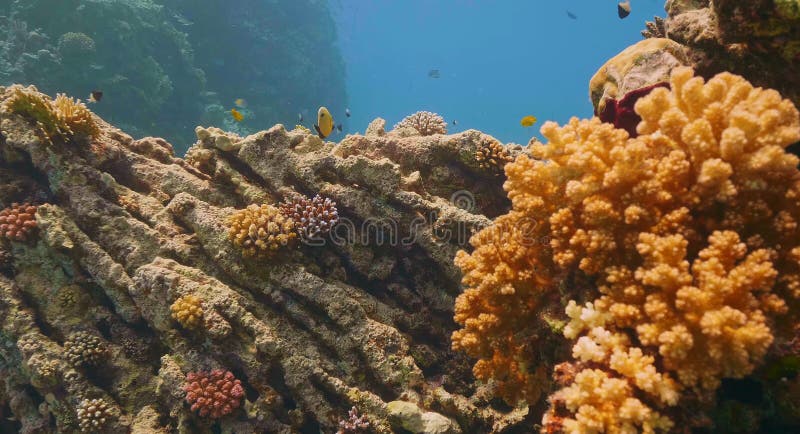 Nice Location At The Depth Of The Sea. Stock Photo - Image of landscape ...