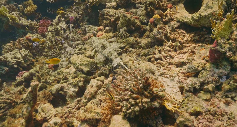 Nice Location At The Depth Of The Sea. Stock Photo - Image of landscape ...