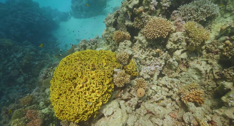 Nice Location at the Depth of the Sea. Stock Photo - Image of depth ...