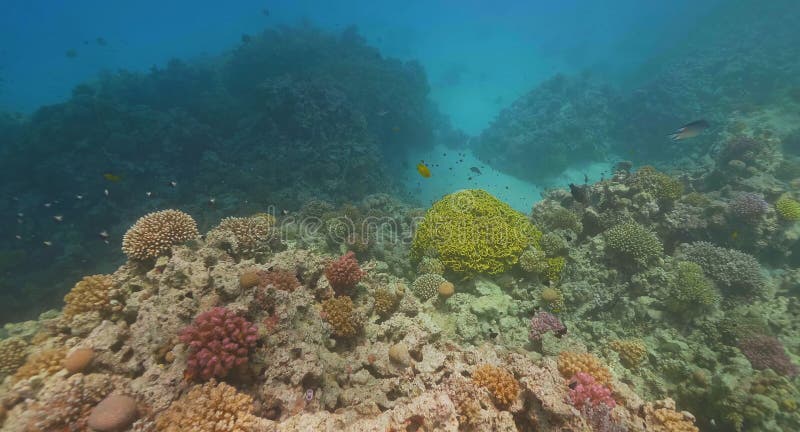 Nice Location at the Depth of the Sea. Stock Photo - Image of flora ...