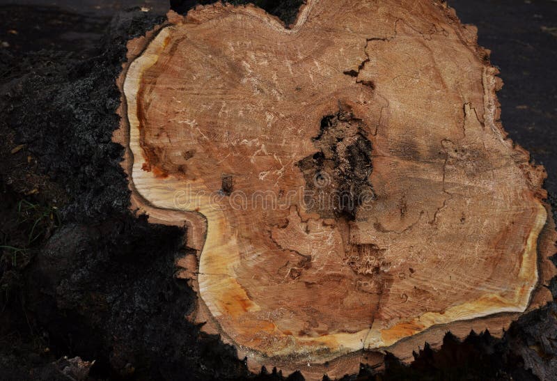 A nice log stock photo. Image of seasons, veins, trimmed - 103931706