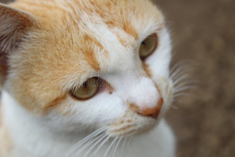 Nice looking cat stock photo. Image of looking, skin - 260204304