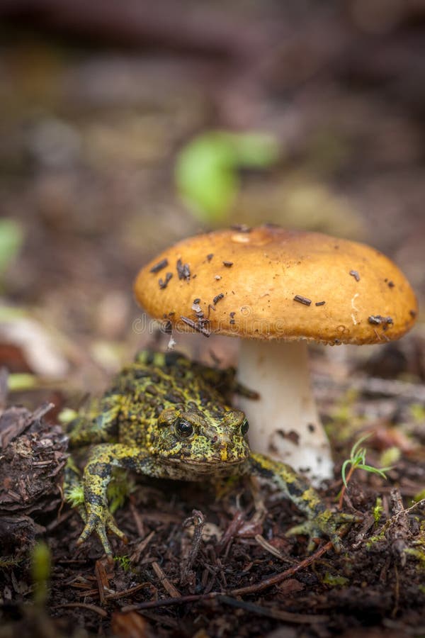 Toad and mushroom stock image. Image of ward, leaf, frogs - 1279183