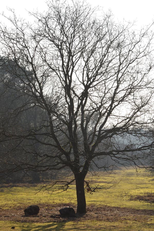 Nice Looking Tree in Afternoon Lighting Stock Photo - Image of grass ...