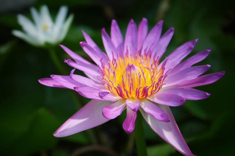 Nice Lotus stock photo. Image of blossom, lotus, bloom - 13925896