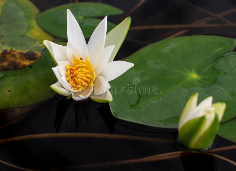 Nice lotus flower in pond stock photo. Image of nature - 129923368
