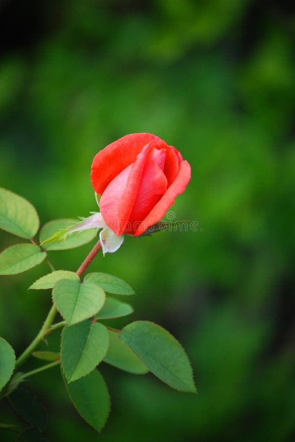 Rosebud stock photo. Image of noble, roses, rose, flora - 230844956