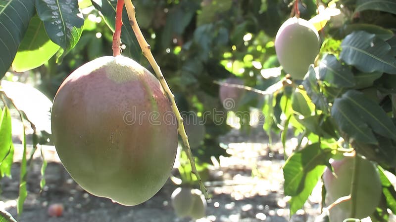Nice Mango Fruit Hanging of a Mango Tree Stock Video - Video of sweet ...