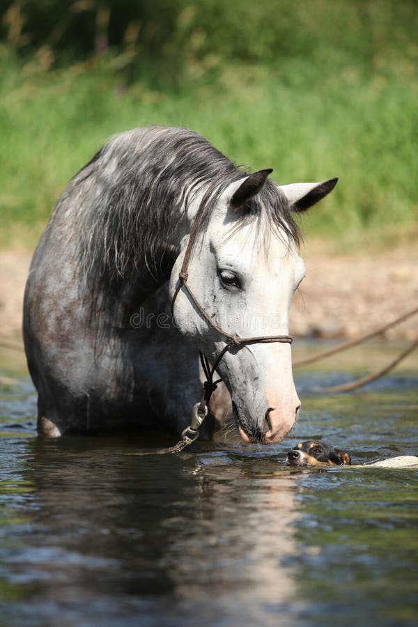 Nice Mare Bathing in the River Stock Image - Image of bath, resting ...