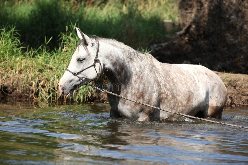 Nice Mare Bathing in the River Stock Image - Image of outside, stand ...
