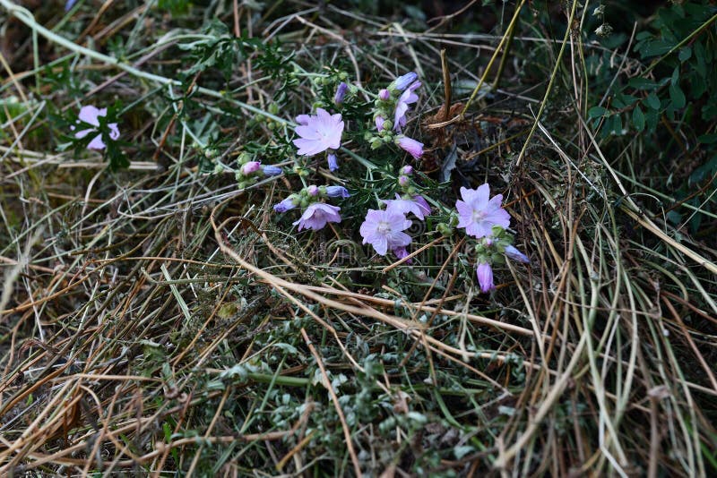 Nice Meadow Flowers on Mowed Grass Stock Image - Image of field ...